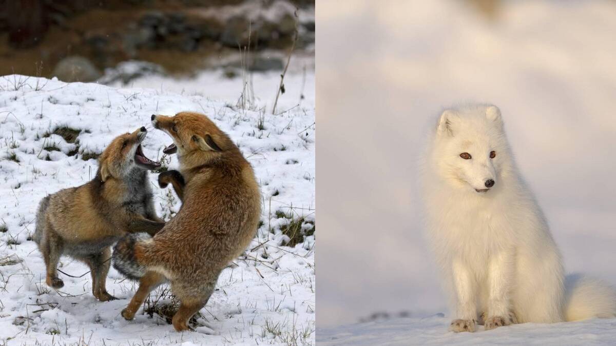 The impact of seasons on animal behavior and breeding