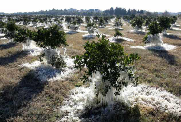 Florida braces for coldest conditions in decades this weekend