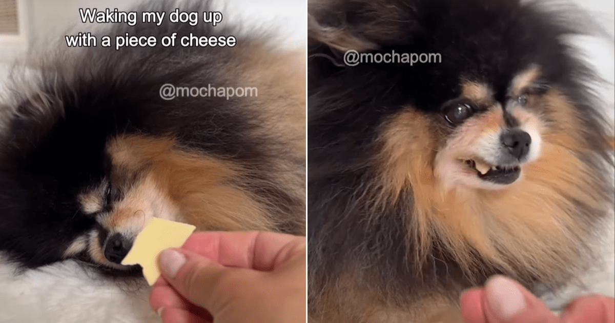 Video of dog waking up to the scent of cheese will make your day
