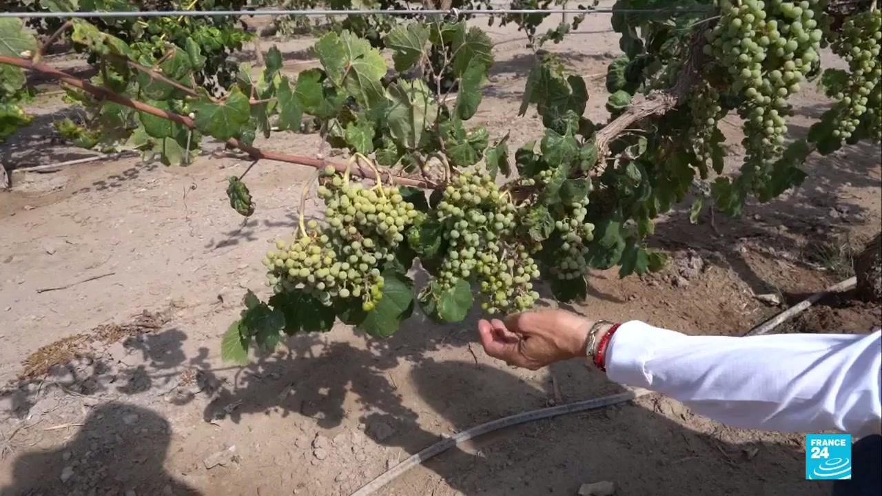Cultivo de viñas en el desierto de Atacama, el más árido del mundo