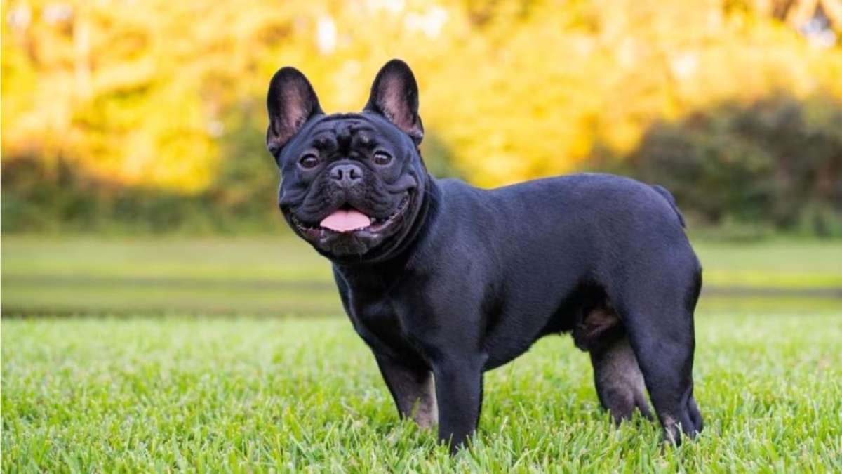 The American Kennel Club has just released its 2026 list: These are the ...