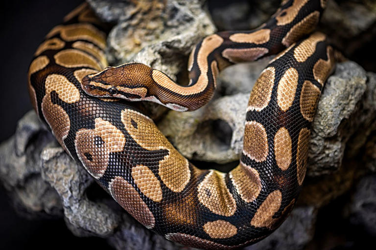 Fla. temperatures dropped to dangerous numbers for reptiles, but the ...