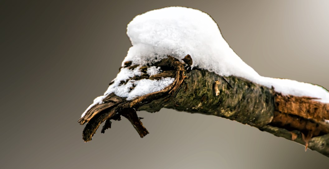 How a broken branch saved a woman's life after she fell into icy pond