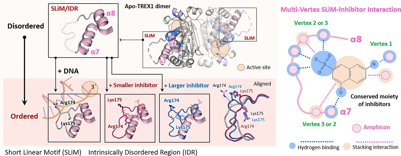 Beyond the active site: A new way to regulate immune enzyme TREX1