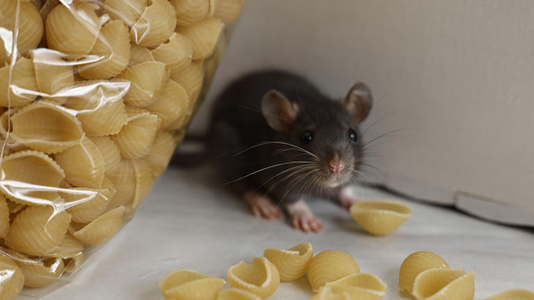 From cereals to soda: 2,000 products recalled over potential animal ...