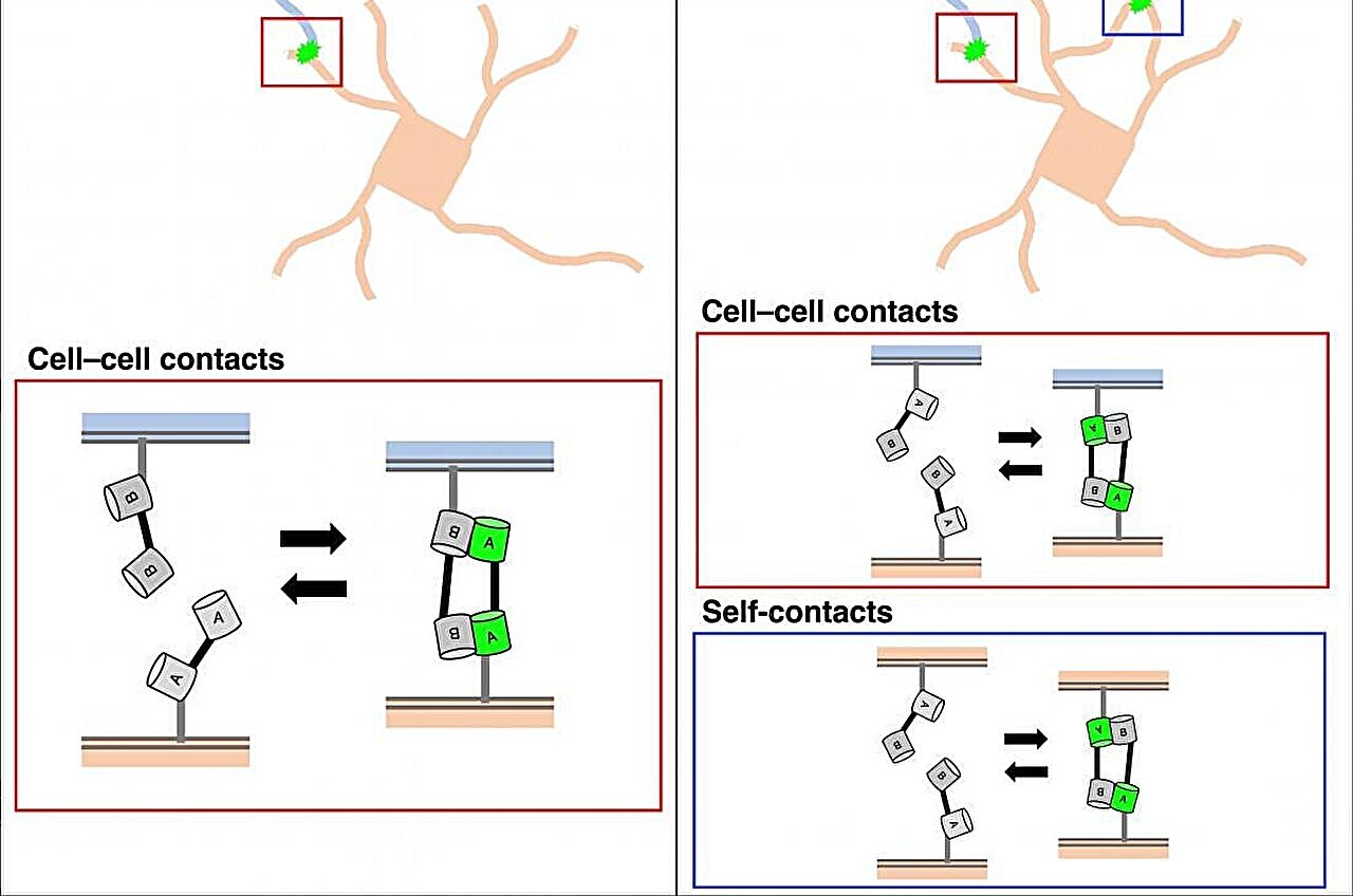 Real-time imaging captures contact between cells and between a single ...