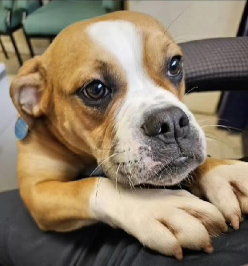 Scared puppy drinking from 'dirty puddles' had no idea life was about ...