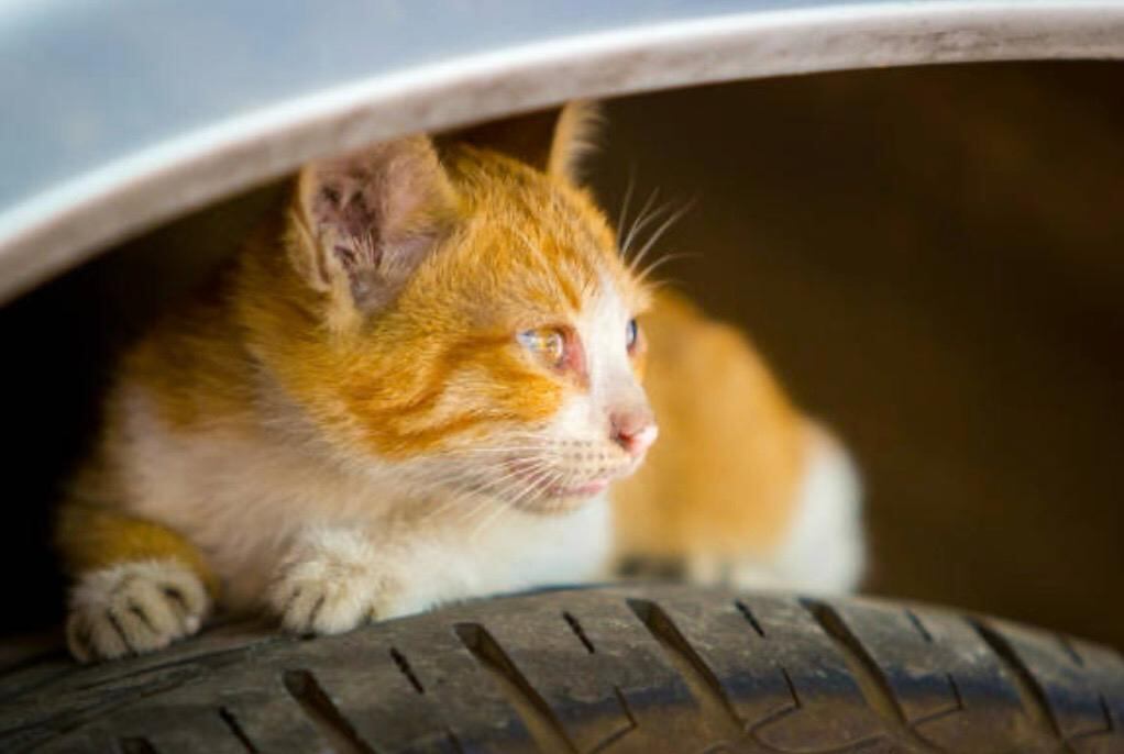 Hacer este gesto antes de encender el carro puede salvar a los gatos en ...
