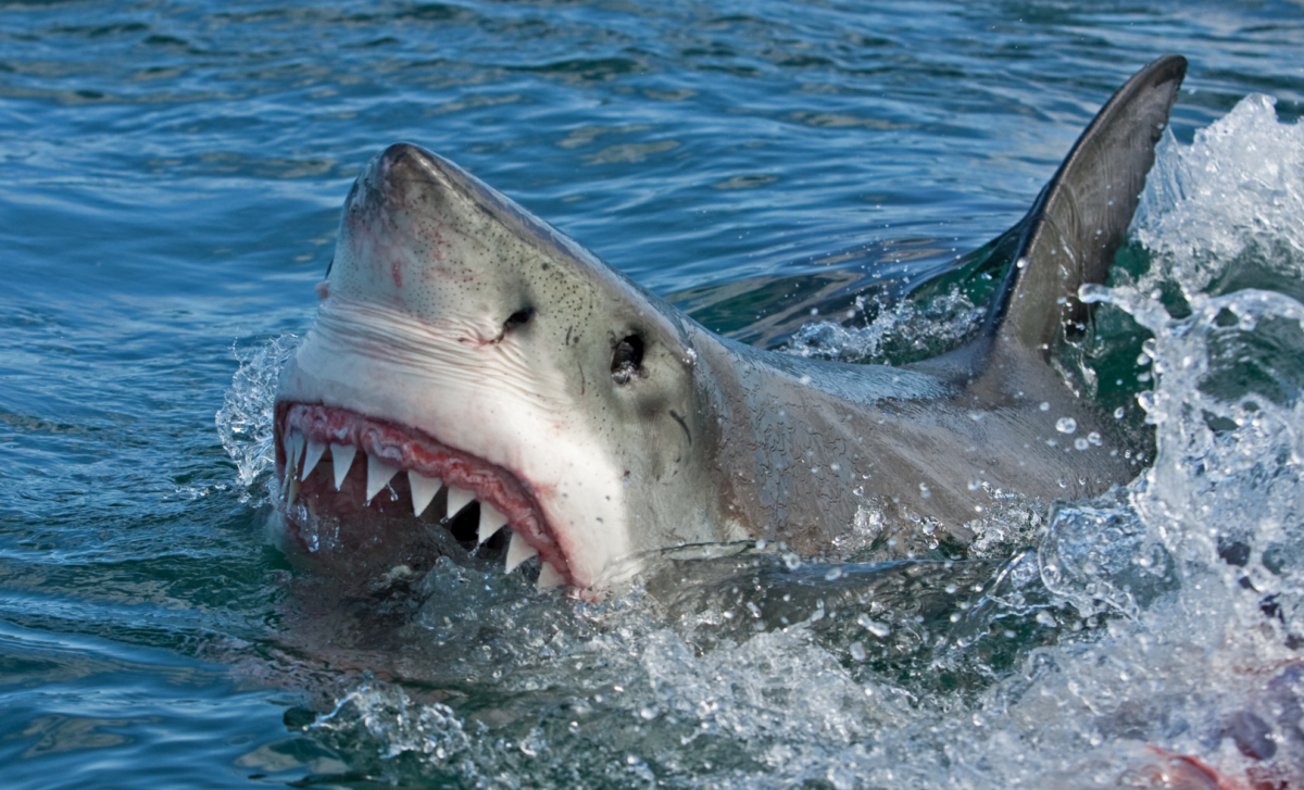 Great white sharks unlock a terrifying new bite as they grow older