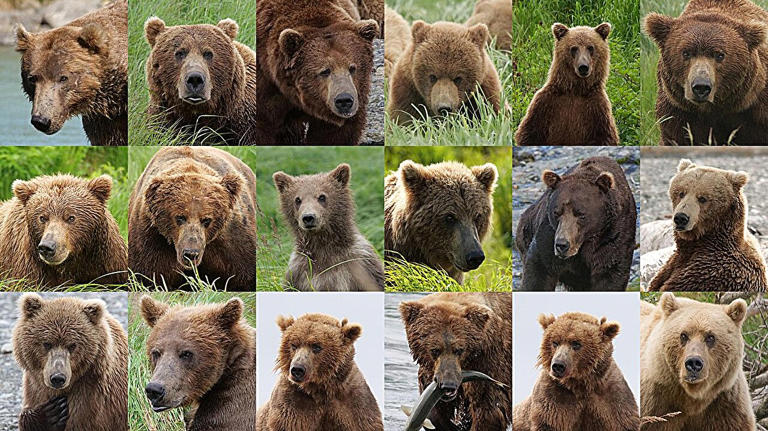 AI enables a who's who of brown bears in Alaska