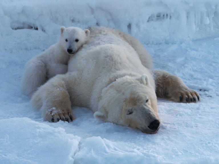 Svalbard’s polar bears keep body condition despite rapid ice loss ...