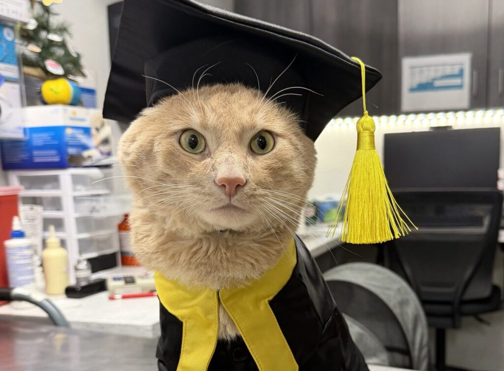 Cat who survived coyote attack celebrates survival with party