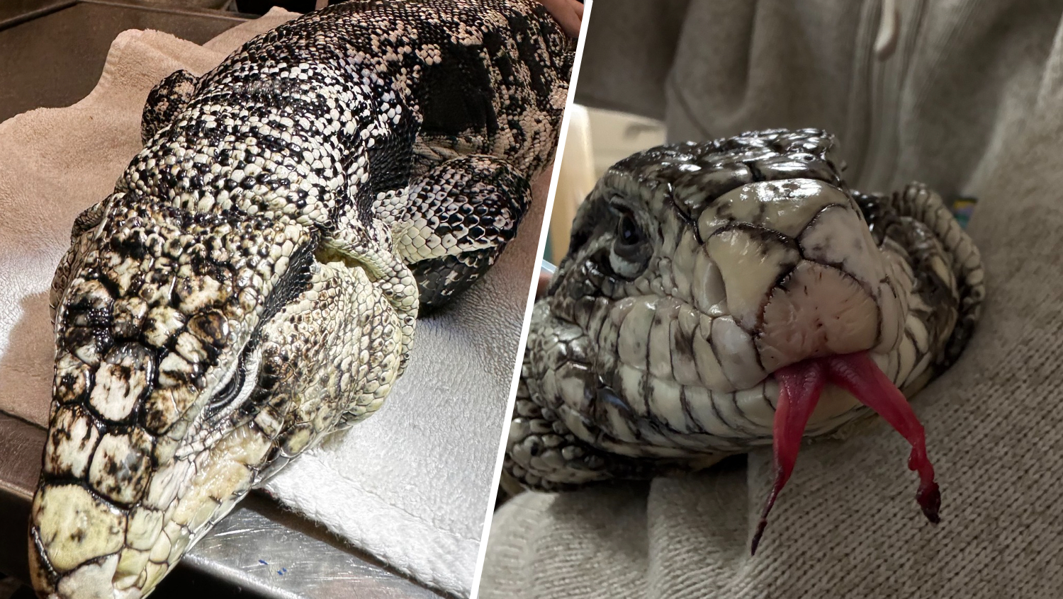 Lizard in a blizzard? Providence man shocked to find tegu buried under ...