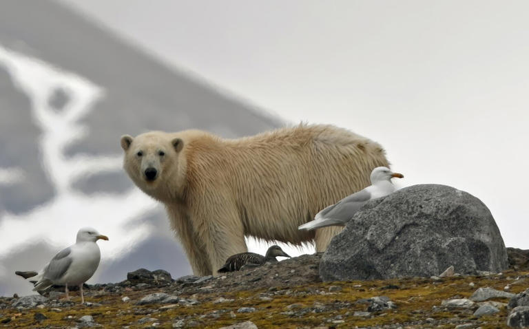 Svalbard polar bears show improved fat reserves despite sea ice loss