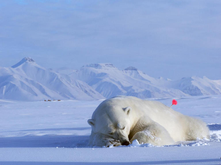 No sea ice, no problem for these Barents Sea bears — for now