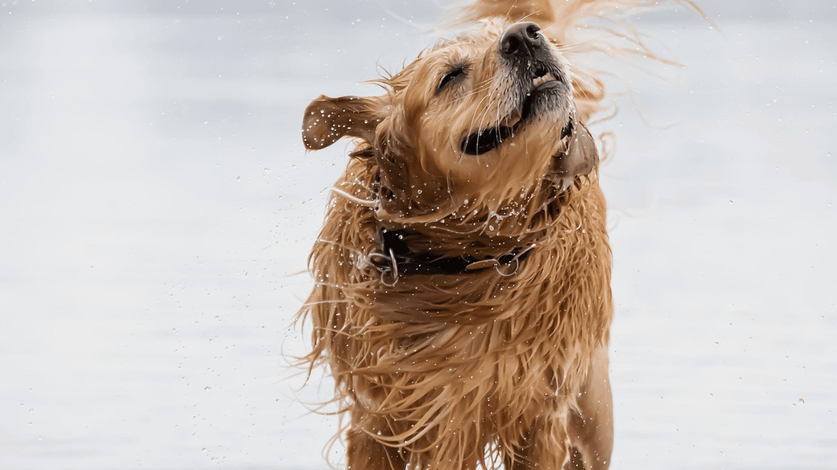 6 things your dog only does with their favorite human