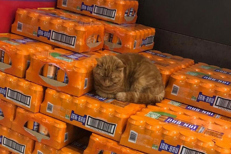 Ginger Edinburgh cat naps on Irn-Bru cans as locals demand 'get him a ...