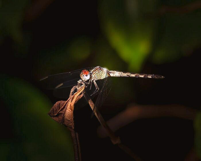 An amazing world right under your nose: 24 pictures of nature that I ...