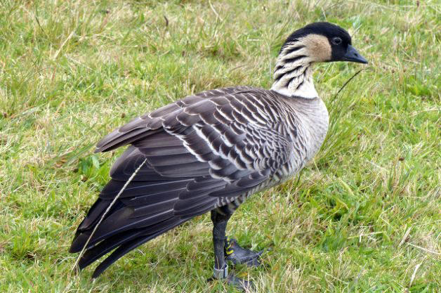 Nene goose: The state bird of Hawaii