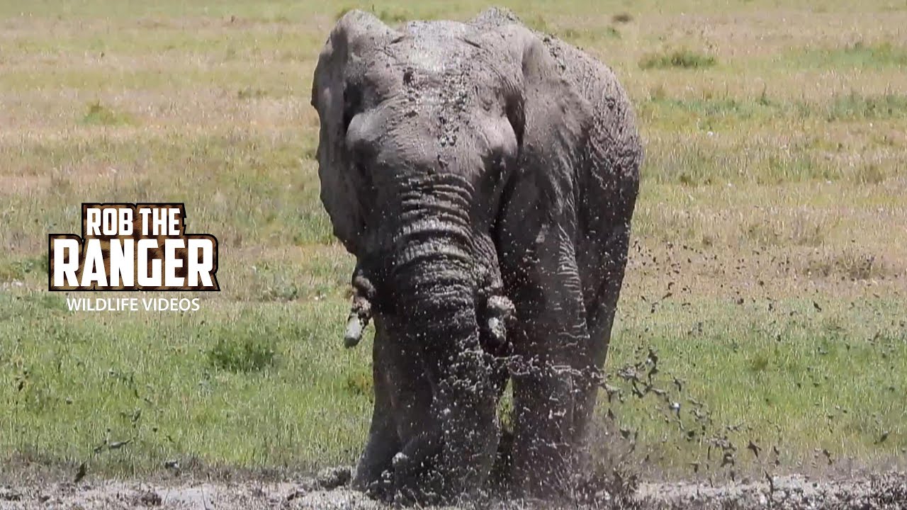 Elephant families converge at mud-wallow in Ol Pejeta safari