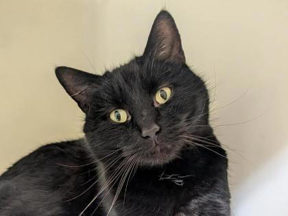 Meet some precious RSPCA animals in need of Lancashire homes in 2026