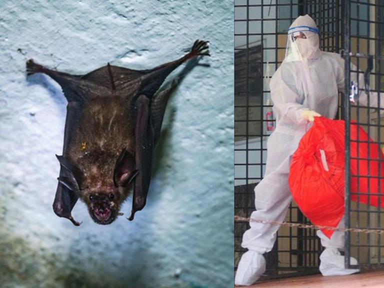 Nipah virus: Why it has a 75% fatality risk & causes blood vessel ...