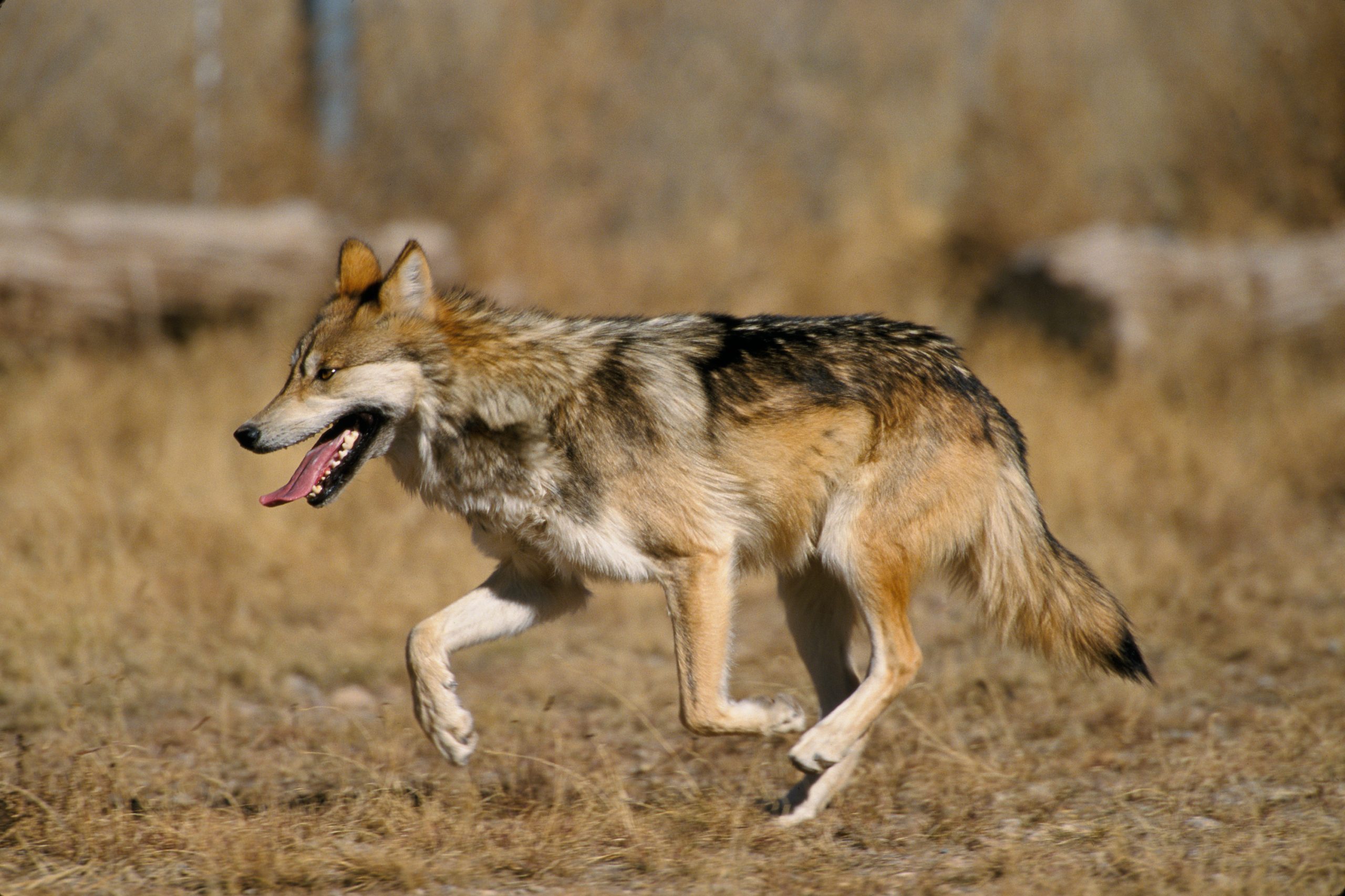 8 dangerous animals hunters should know how to avoid