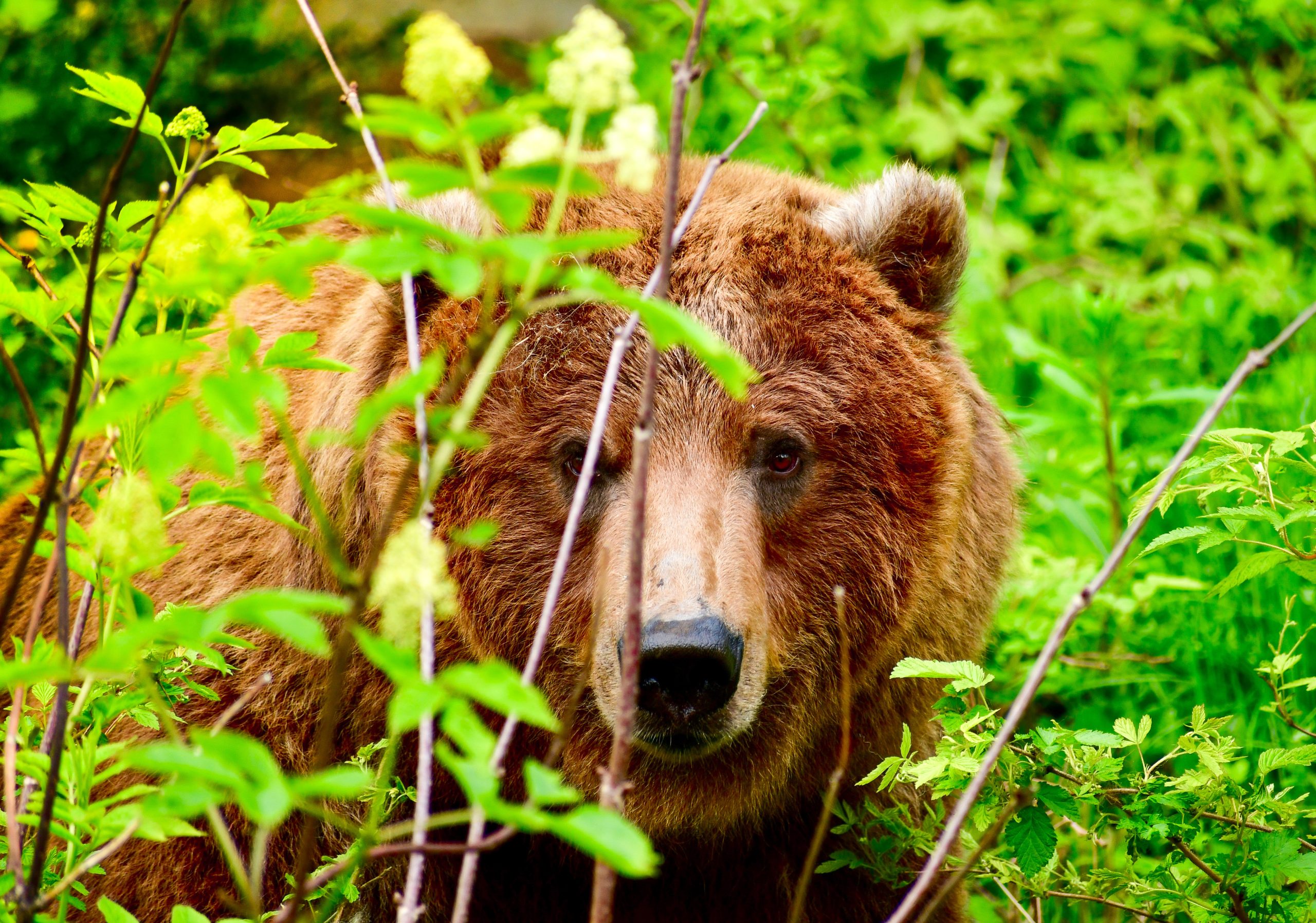 8 dangerous animals hunters should know how to avoid