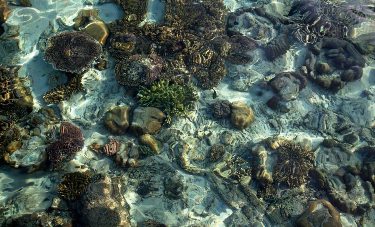 Scientists were sure the ocean was dead, then they dug up this insane ...