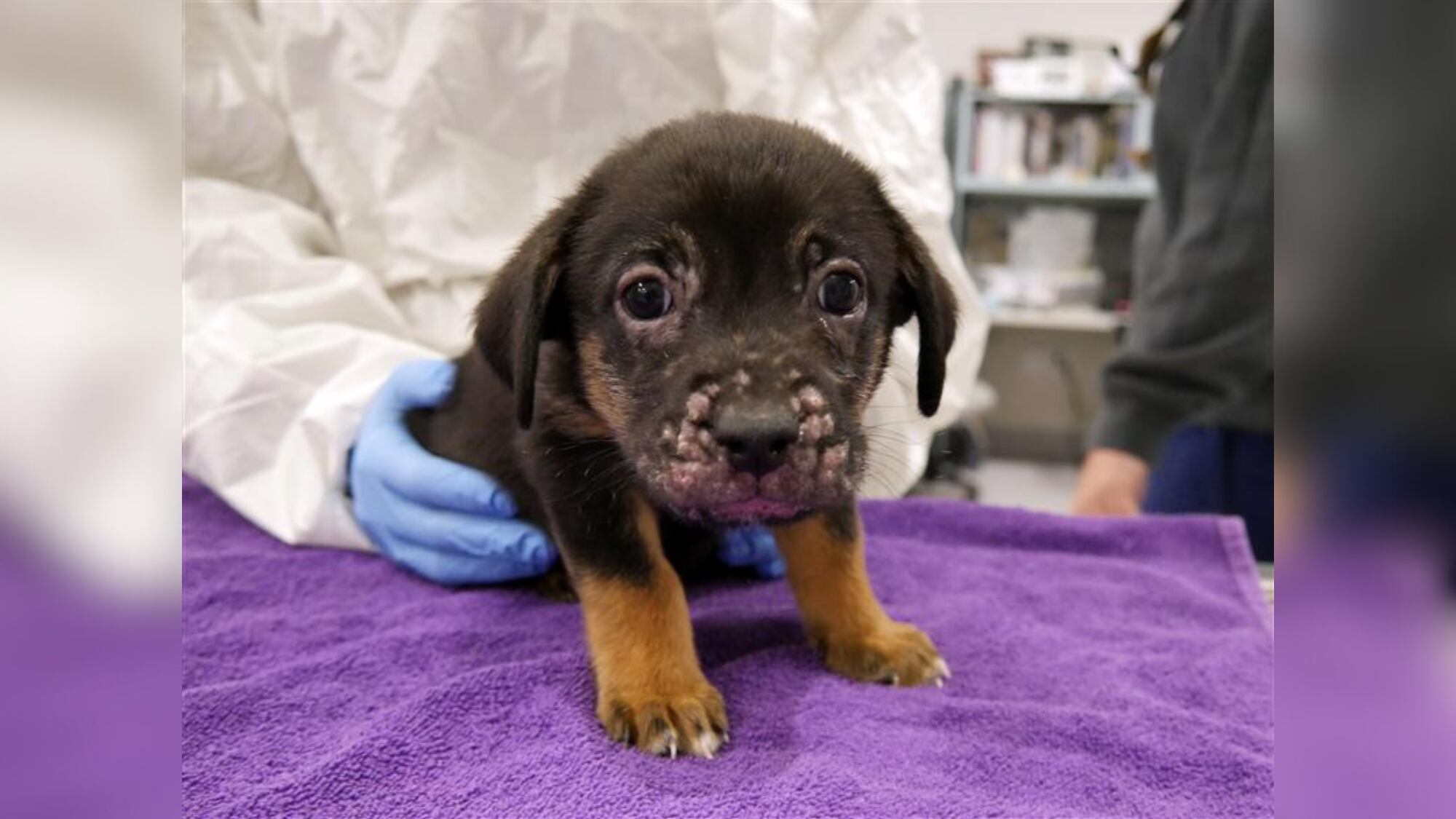 On your side digital extra: Pet insurance 101 & hiring a snow removal ...