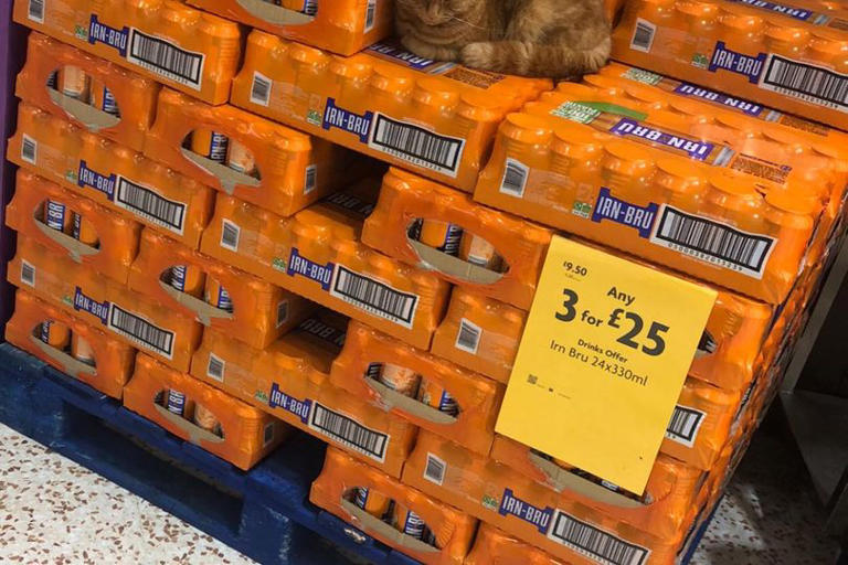 Ginger Edinburgh cat naps on Irn-Bru cans as locals demand 'get him a ...