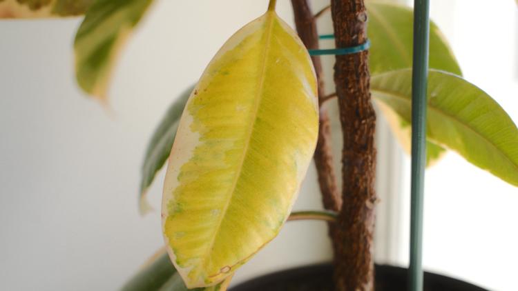 Winter gardening: Get creative indoors by repotting houseplants for ...