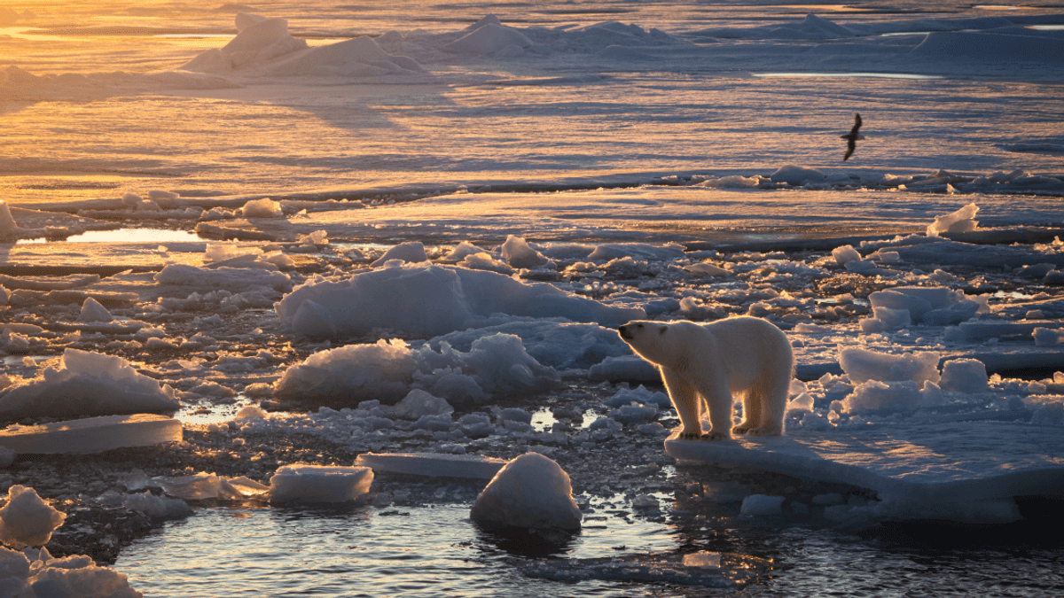 “It will be OK for a while, until it isn’t”: Why Svalbard’s polar bears ...