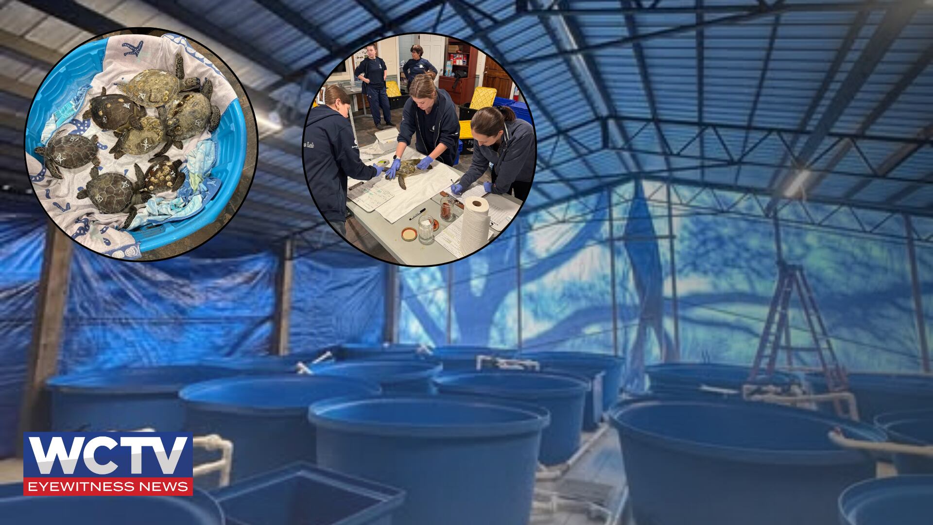 Gulf Specimen Marine Lab helping cold-stunned sea turtles as ...