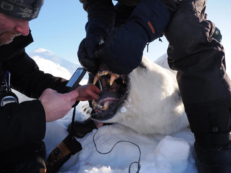 Svalbard polar bears show improved fat reserves despite sea ice loss