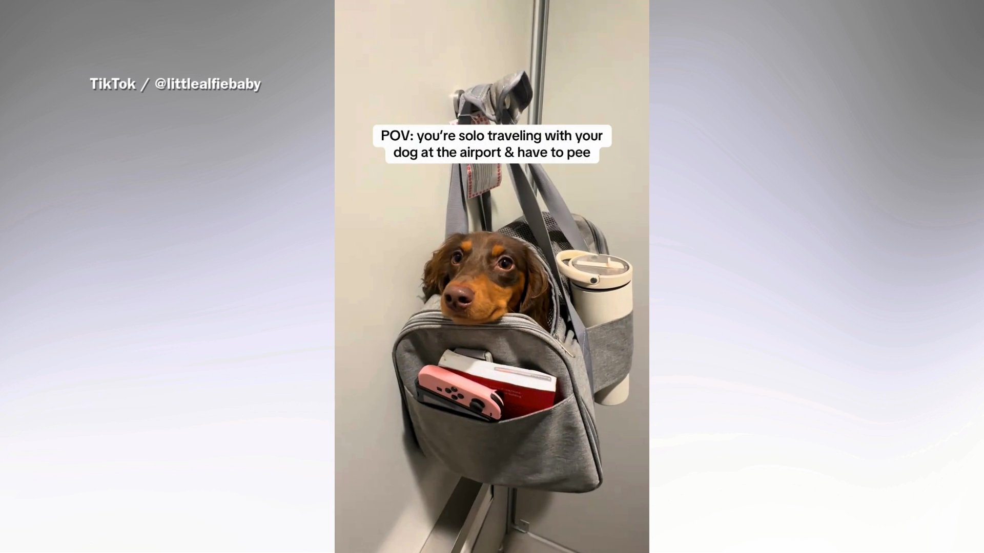 Dachshund owner flies solo with dog, disbelief at how she goes to bathroom