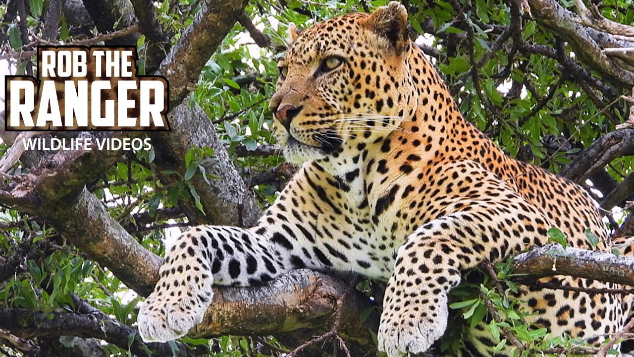 Leopards of the Mara roam with split-nose male watching