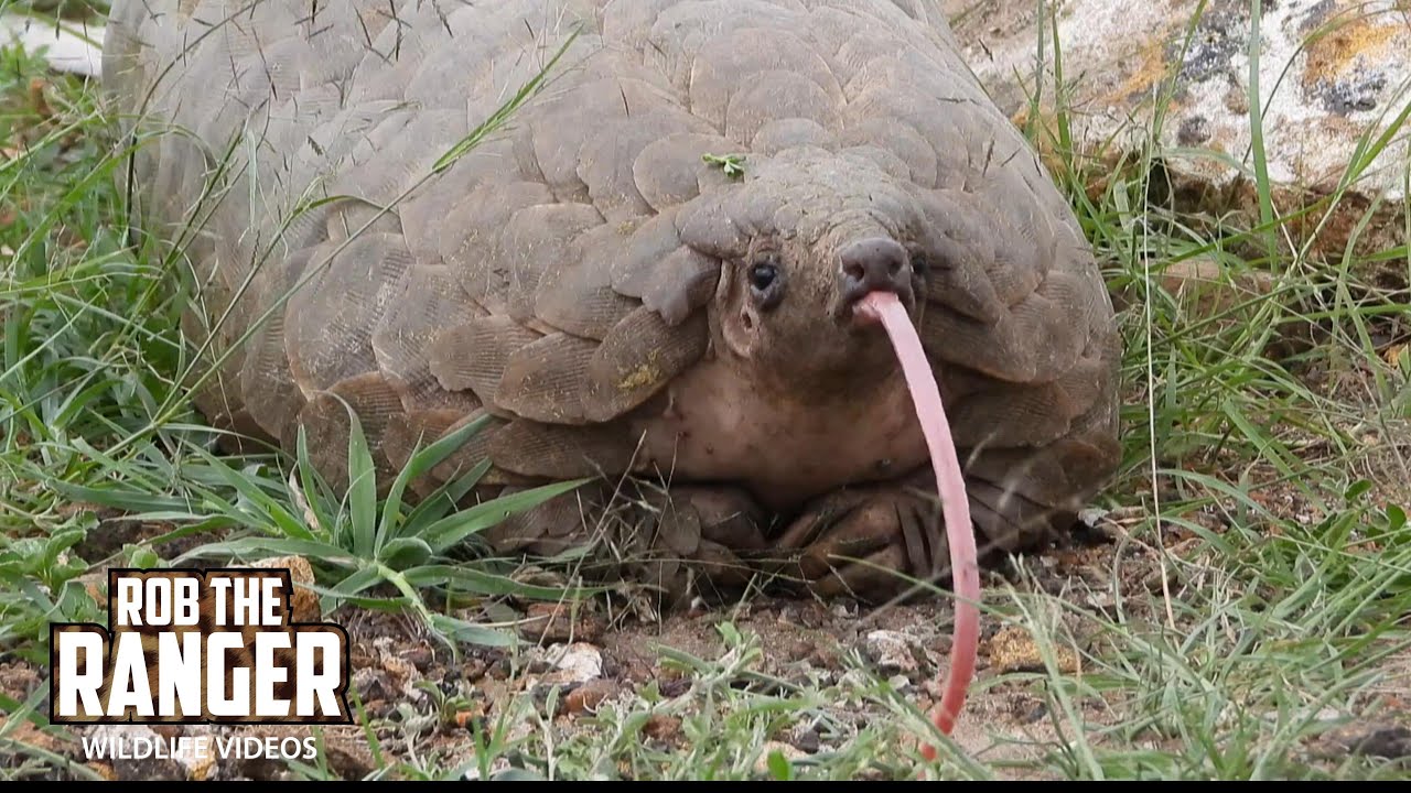 Witness rare pangolin sighting on Mara safari