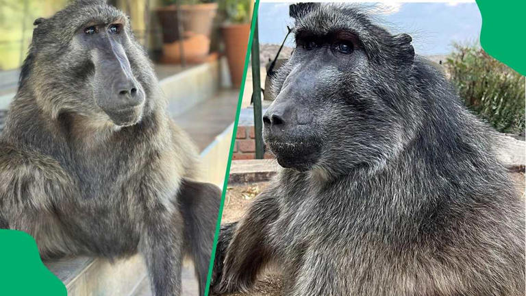 She feels closer: Namibia family shares Cindy the baboon's final ...
