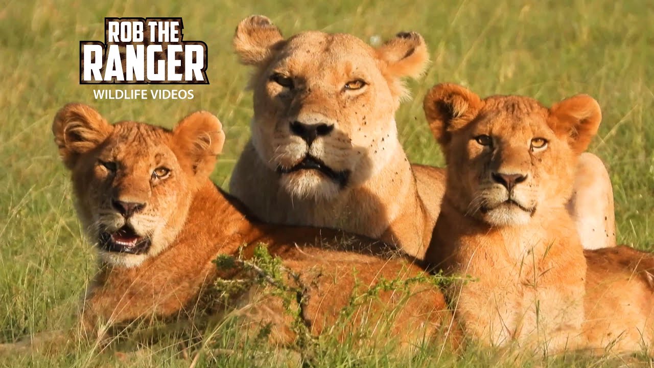 Lion pride basks in golden sun across open plains