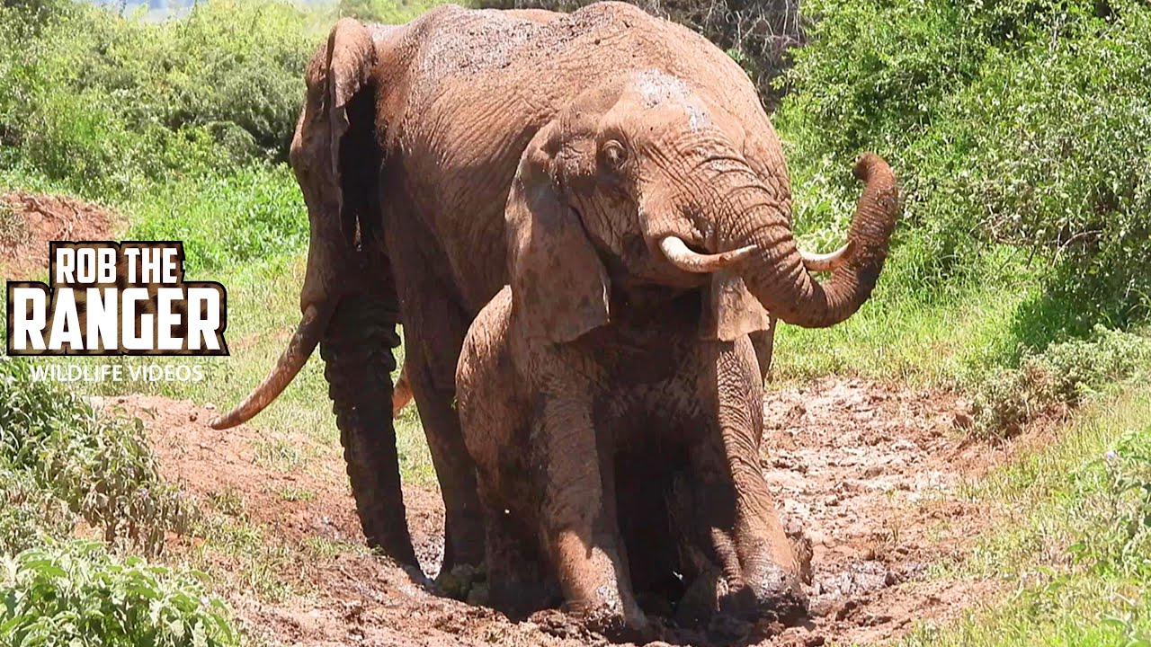Amboseli elephants play and wallow in thick muddy pools
