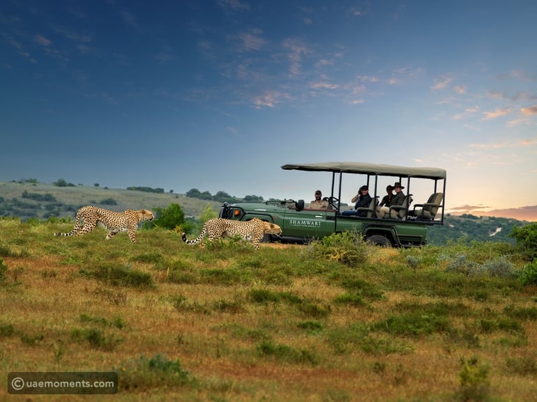 5 reasons you need to add Shamwari Private Game Reserve to your holiday ...