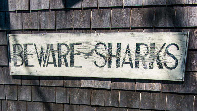 Great white sharks grow a whole new kind of tooth for slicing bone as ...