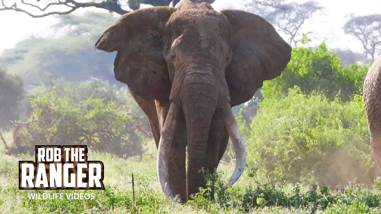 Super Tusker Craig leads Amboseli elephants to waterhole