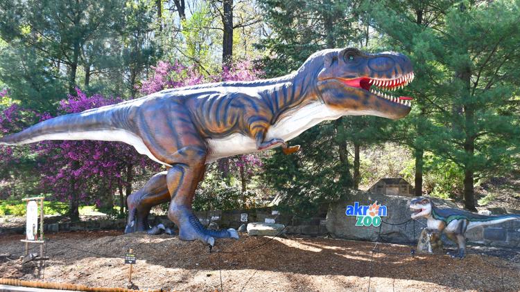 Akron Zoo announces return of DinoTrek for 2026: When you can ...