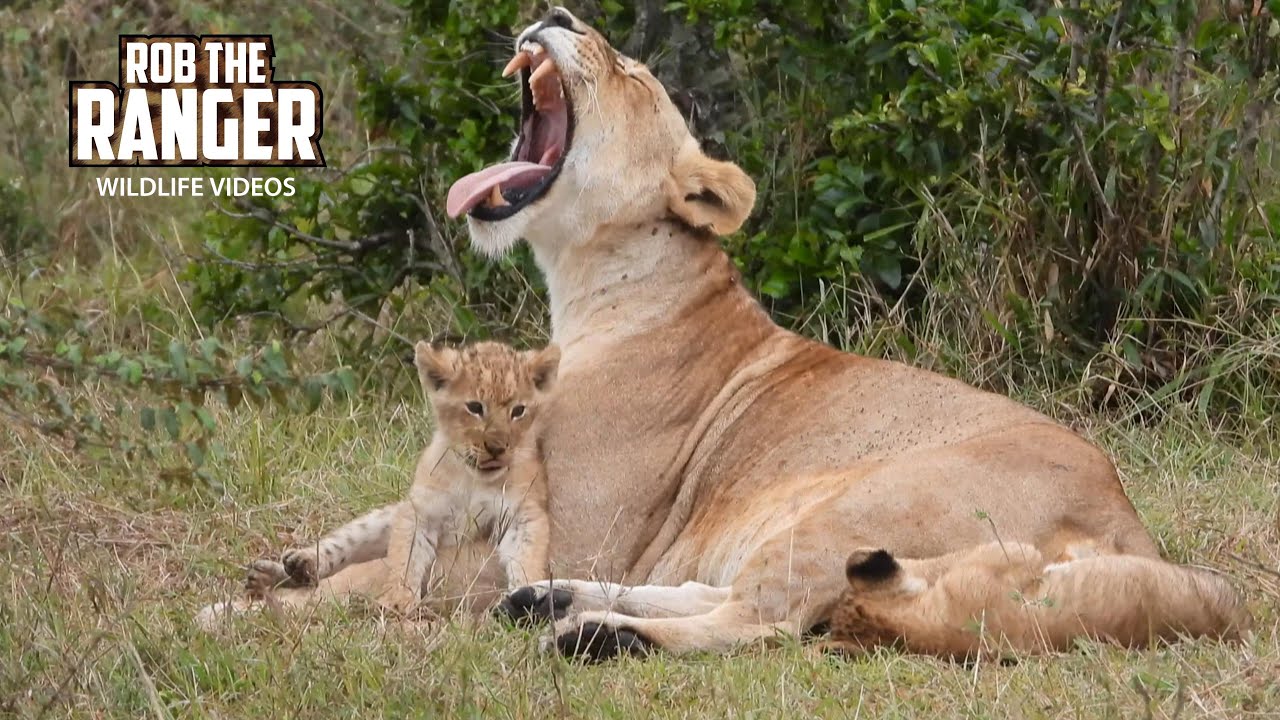 Lion pride with small cubs and dominant male roams Mara