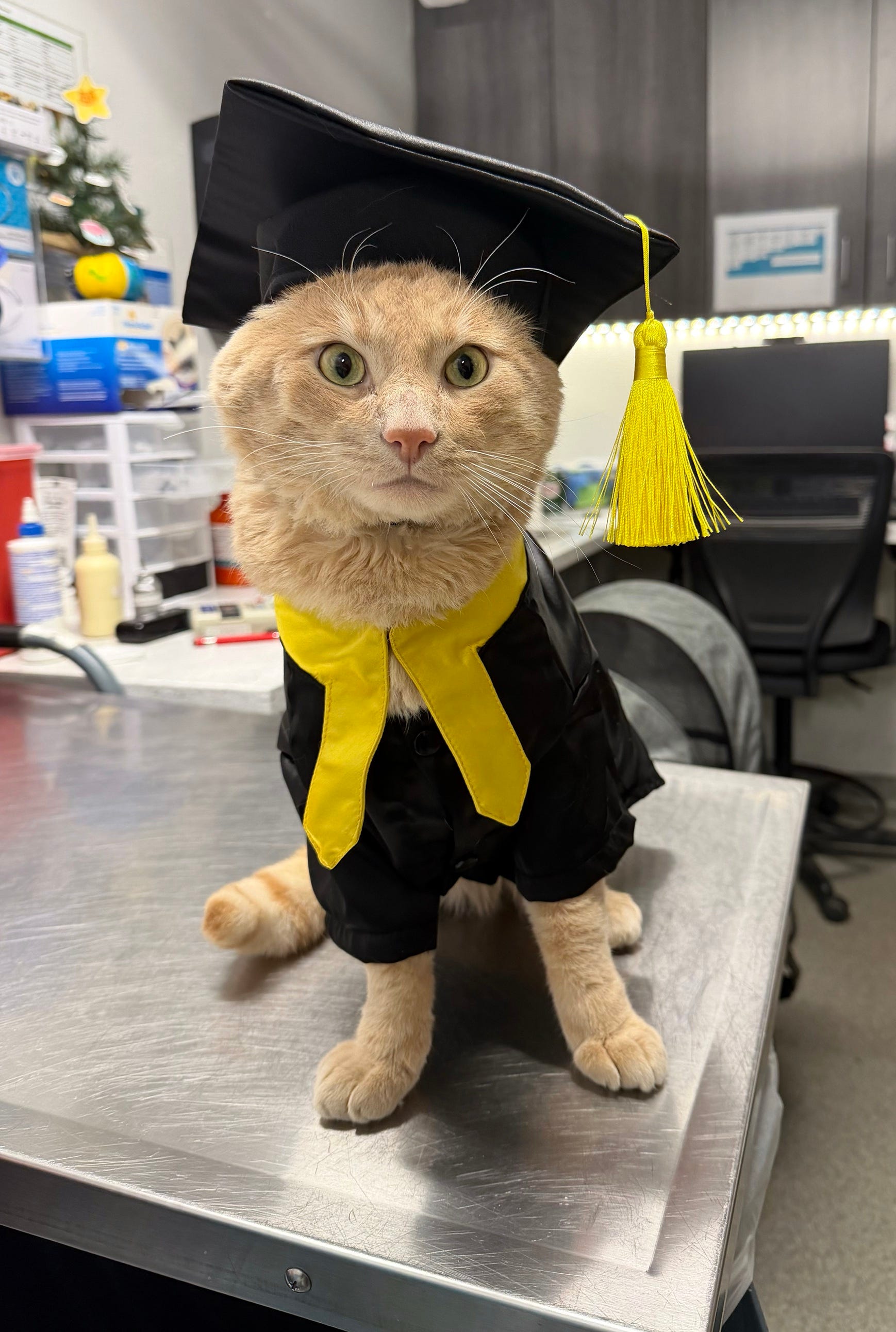 Kyle the cat attends swag-filled grad party after recovering from ...