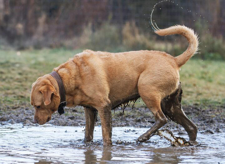 What is it with dogs and mud puddles?