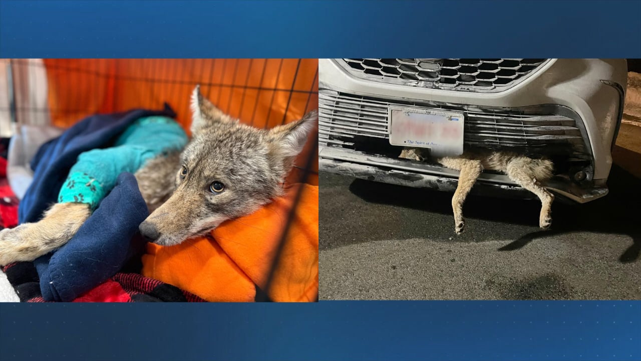Coyote survives after being hit by car, stuck inside grill of car in ...