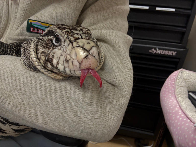 Rhode Island man finds exotic lizard while shoveling driveway